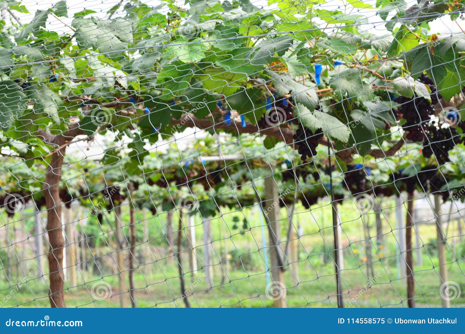 Grape Plantation in Vineyard with Security Netting from Bird or Stock ...