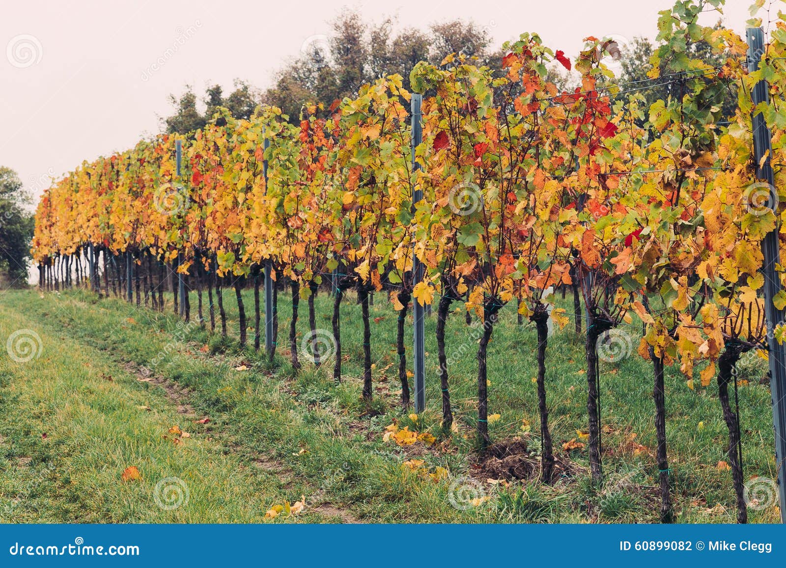 Grape Plantations in the Fall Stock Photo - Image of outside, rural ...