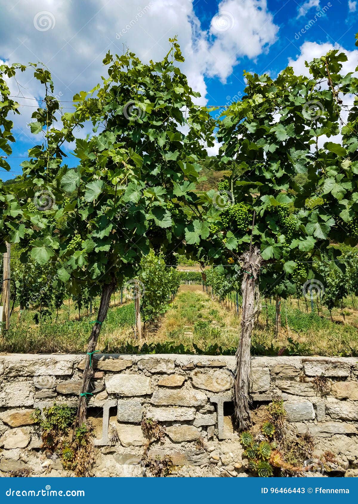 Grape Plants Growing Out of a Wall Stock Image - Image of rustic ...