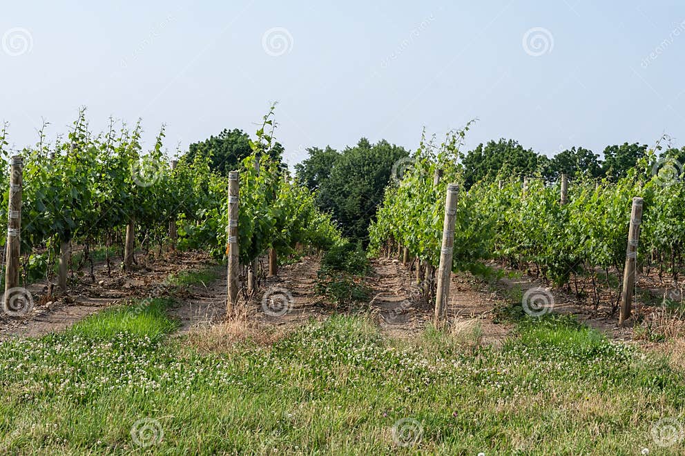 Grape Plants Growing in Rows on Vineyard Stock Photo - Image of crop ...
