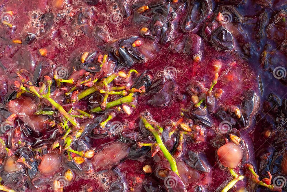 Grape Pomace after Crushing and Pressing for Making Wine. Red Pulp ...