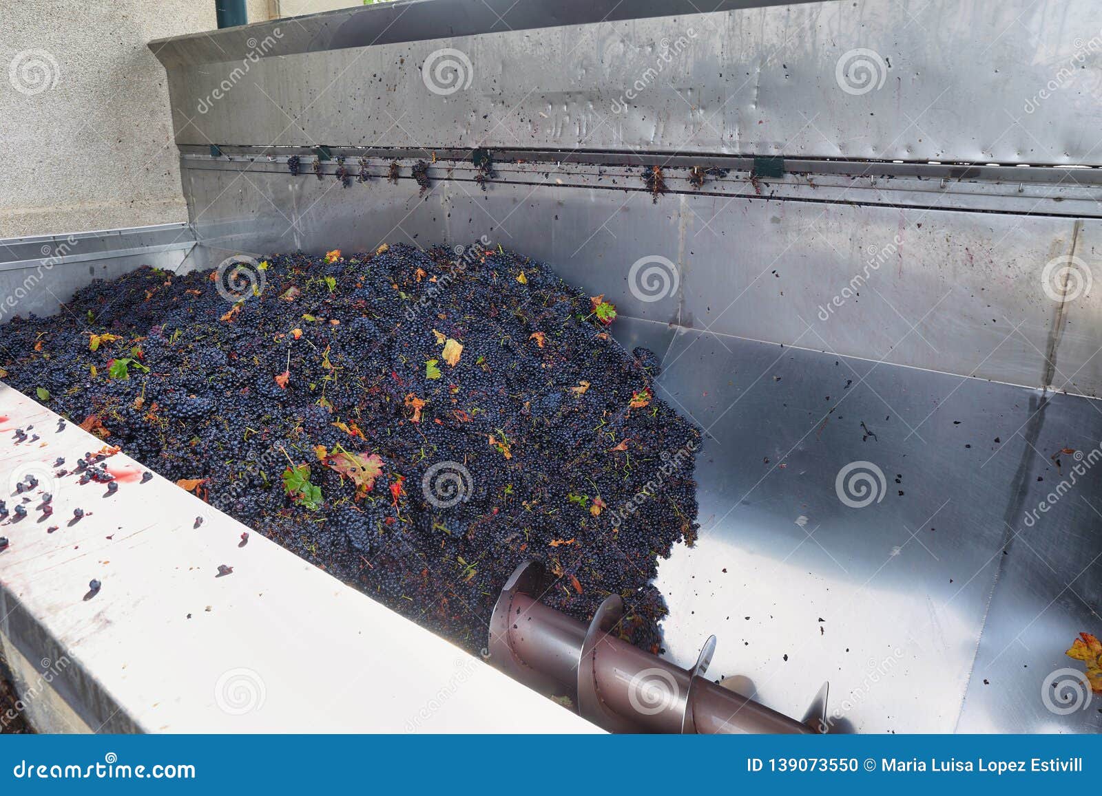 Grape Processing on the Crusher Machine Stock Photo - Image of iron ...