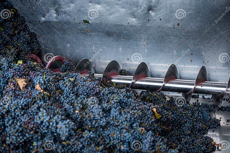 Grape Processing on the Machine Stock Image - Image of liquid ...