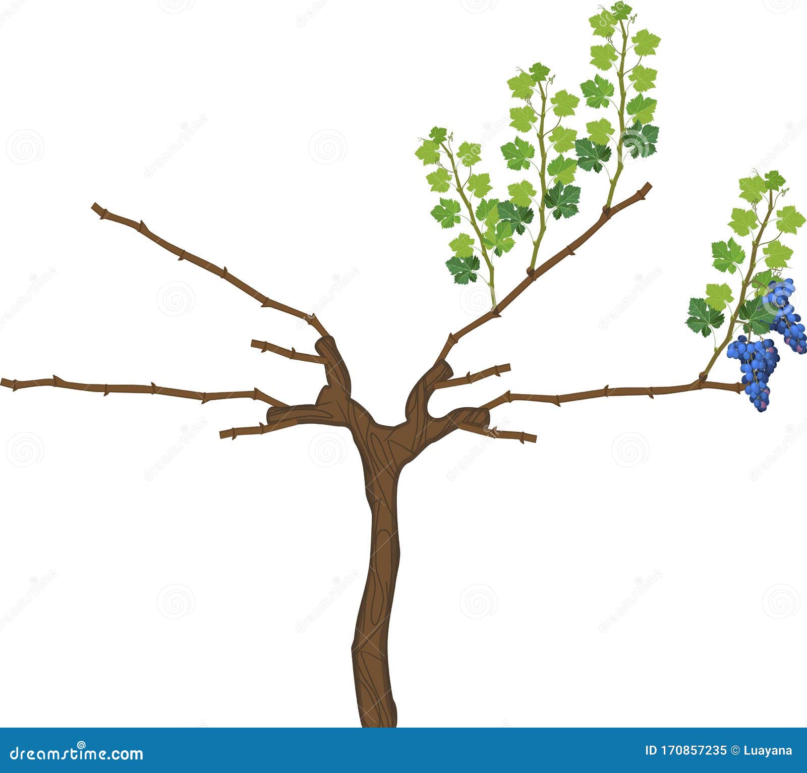 Grape Pruning Scheme: Cane Pruned. General View of Grape Vine Plant ...