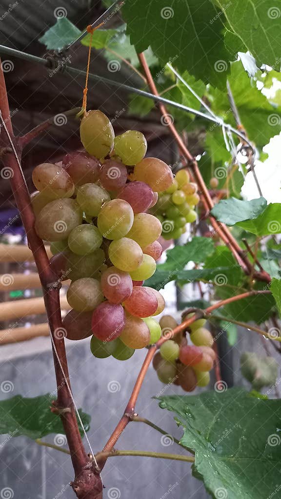 Grape in the rain stock photo. Image of fruit, rain - 262442996
