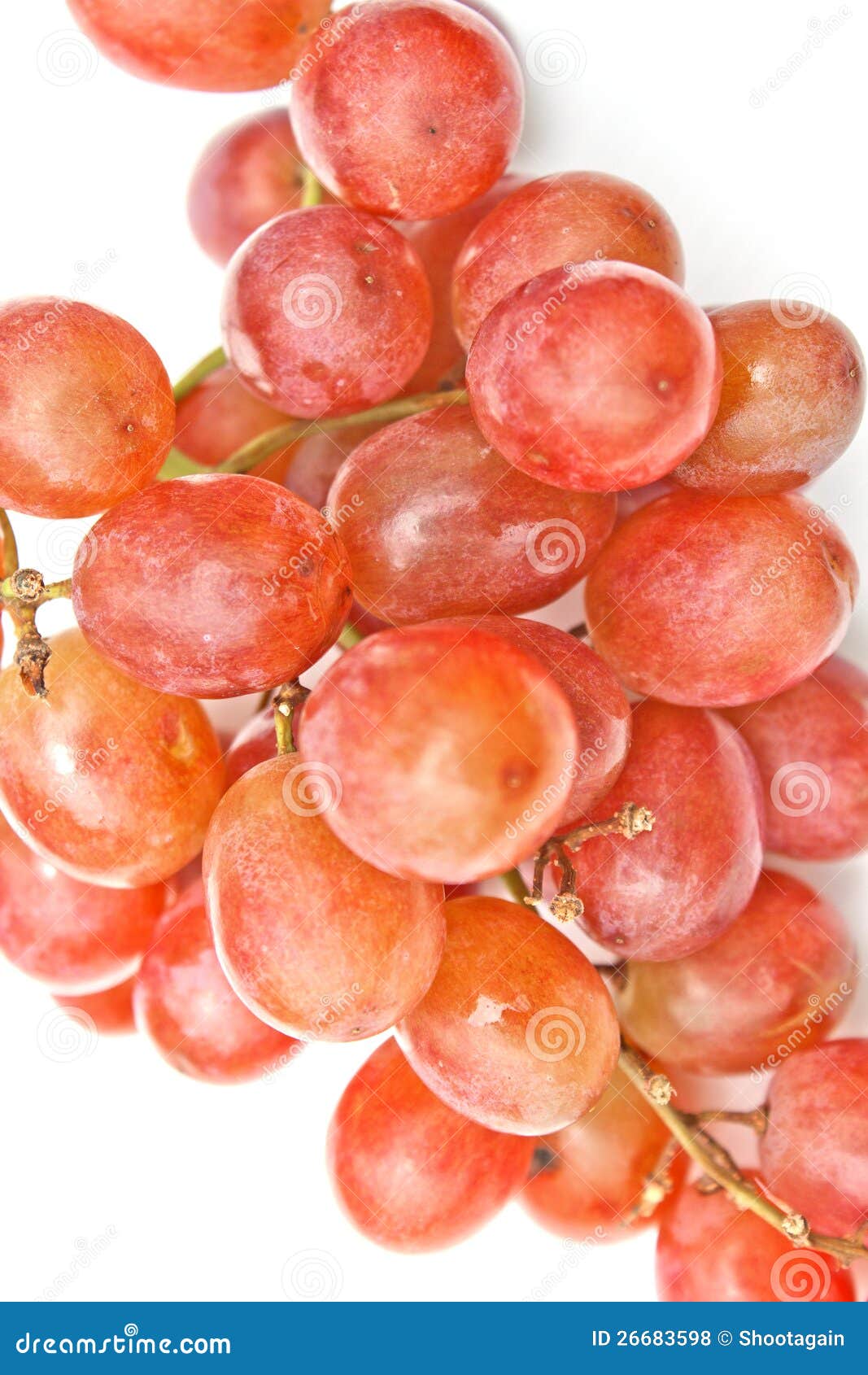 Grape in rain season stock photo. Image of juicy, branch - 26683598