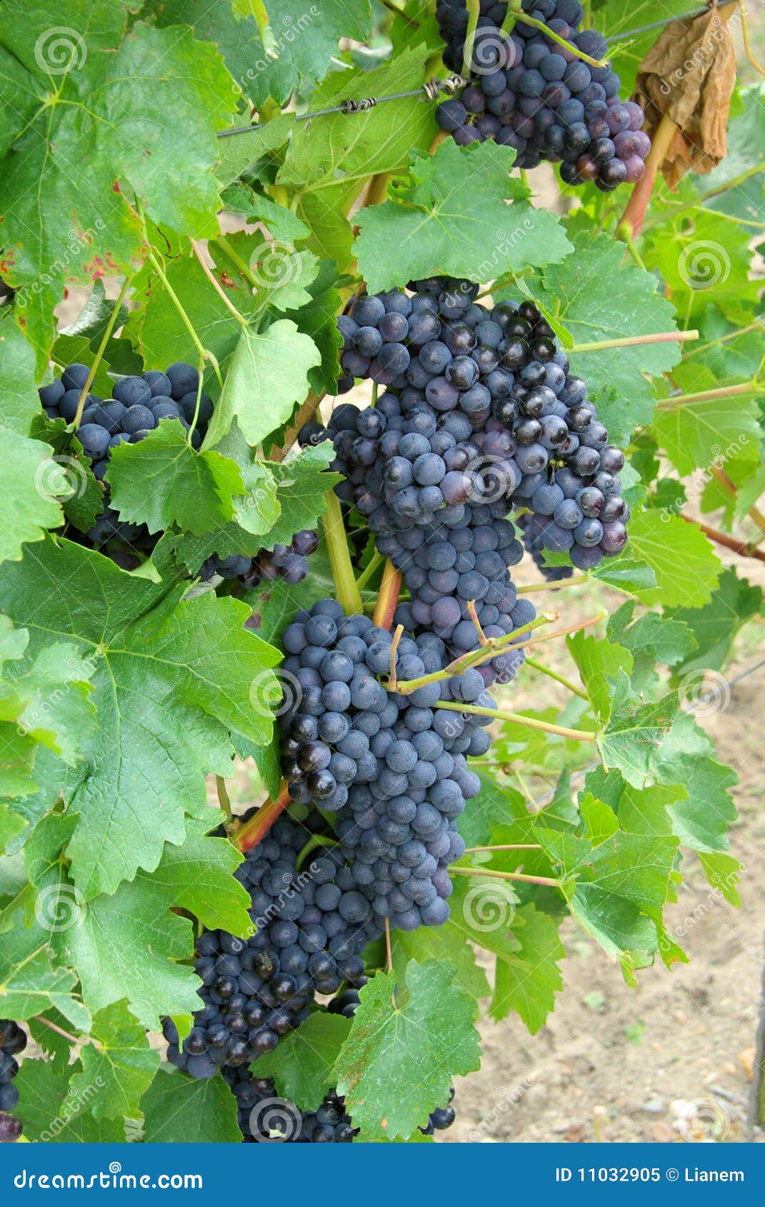 Grape red stock image. Image of beauty, closeup, color - 11032905