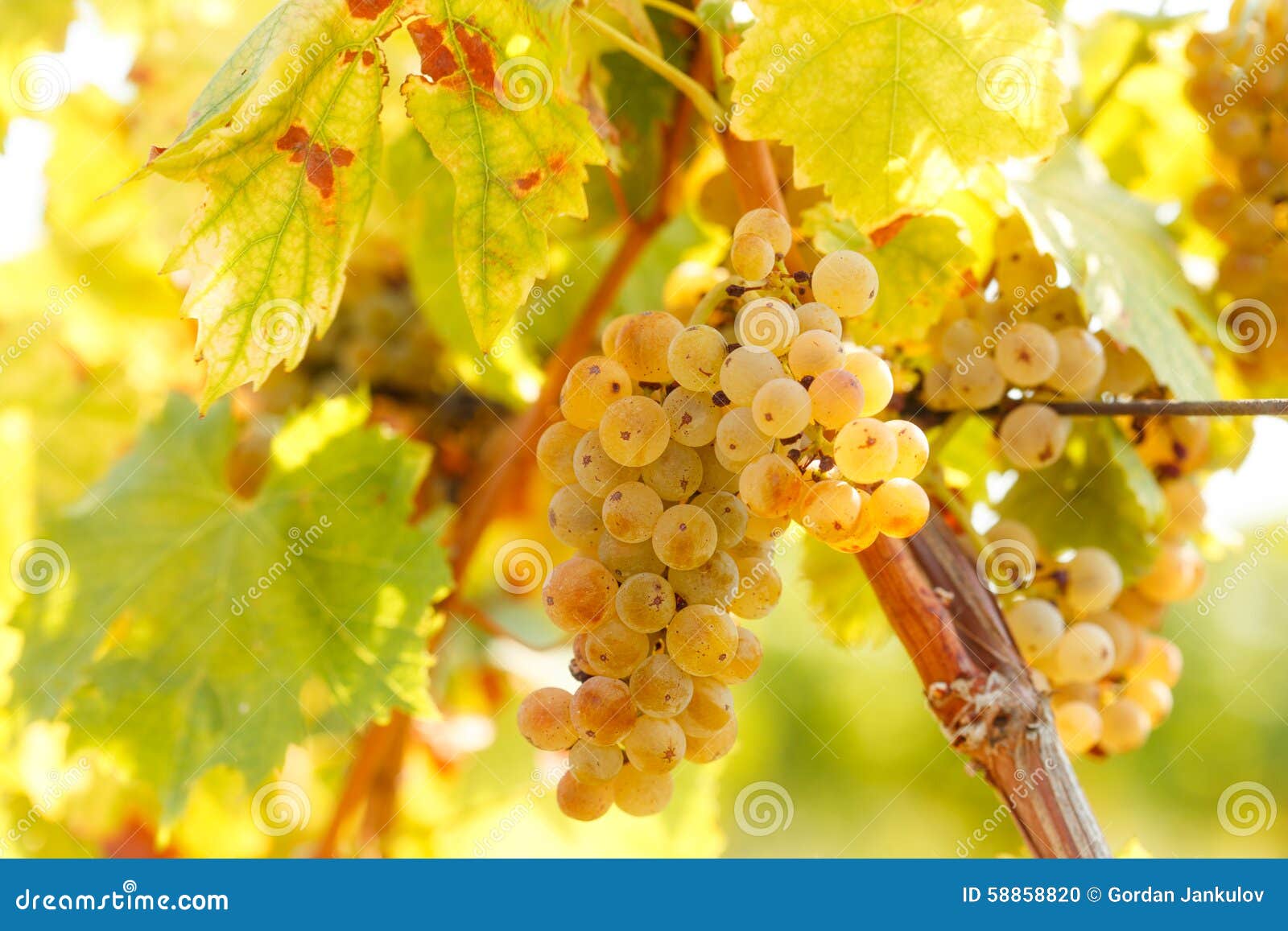 Grape Riesling on Grape Vine in Vineyard Stock Photo - Image of fruits ...