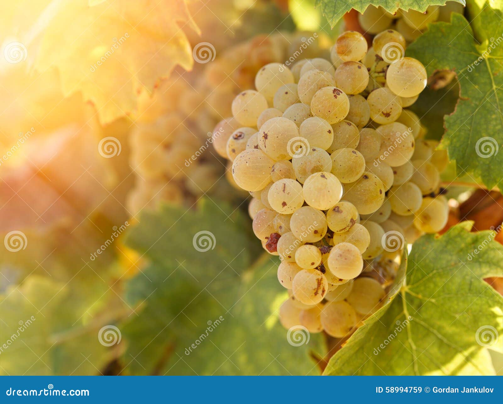 Grape Riesling in Vineyard in Late Afternoon Stock Image - Image of ...