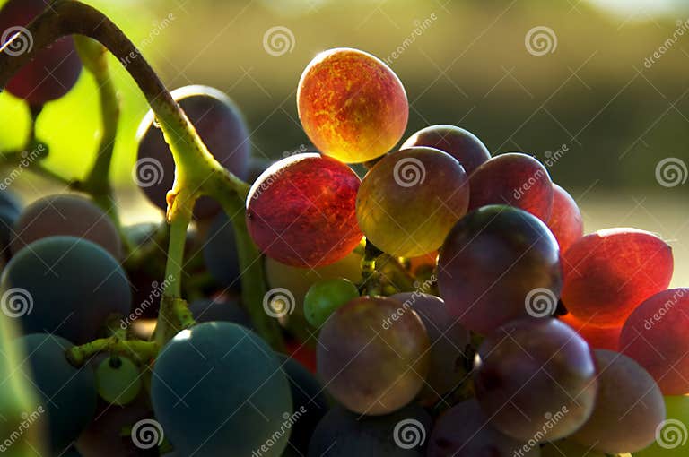 Grape rose stock photo. Image of grape, wine, season, macro - 8825706
