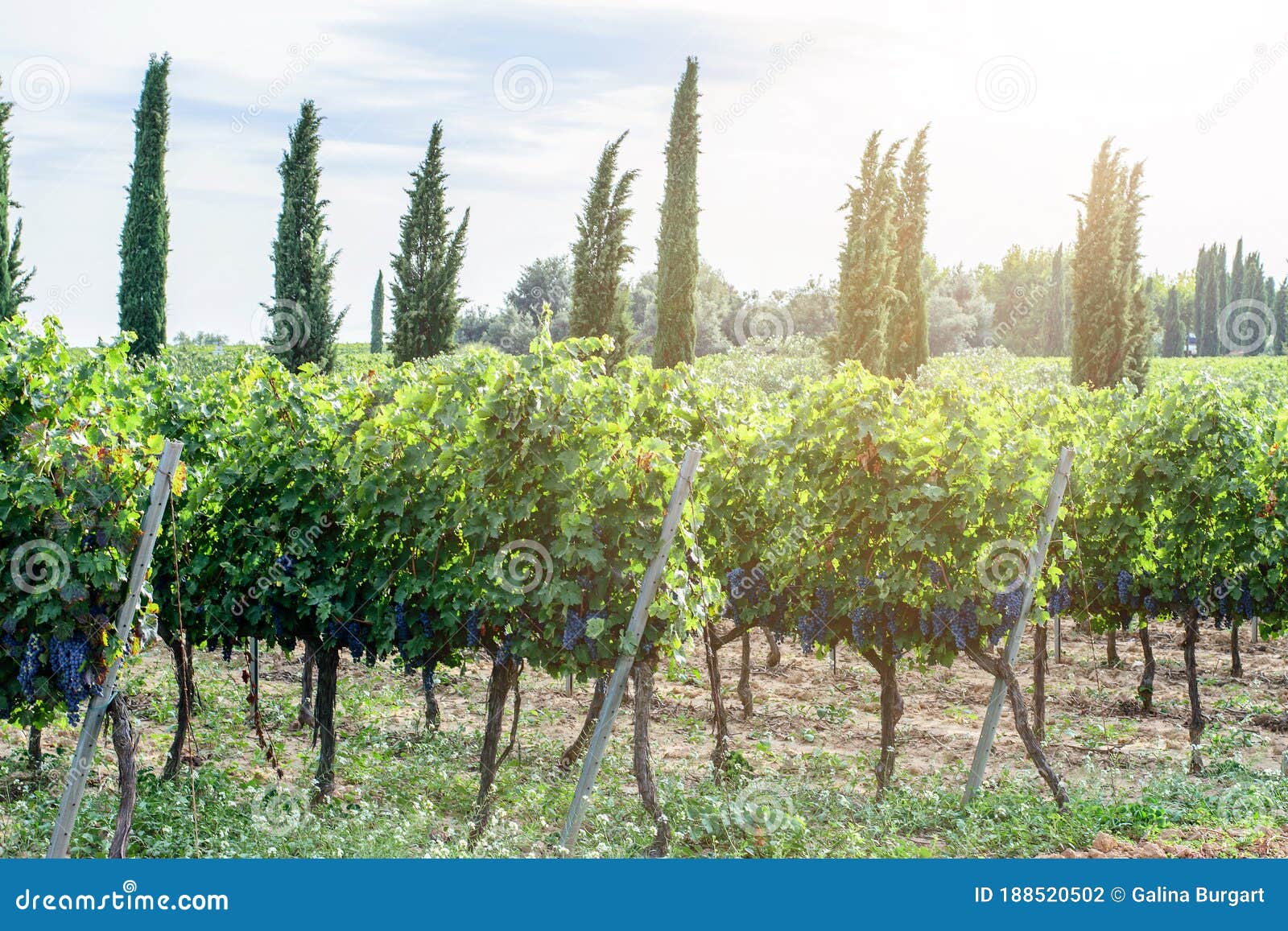 Grape Rows of the Vineyards in Spanish Farm Stock Photo - Image of ...