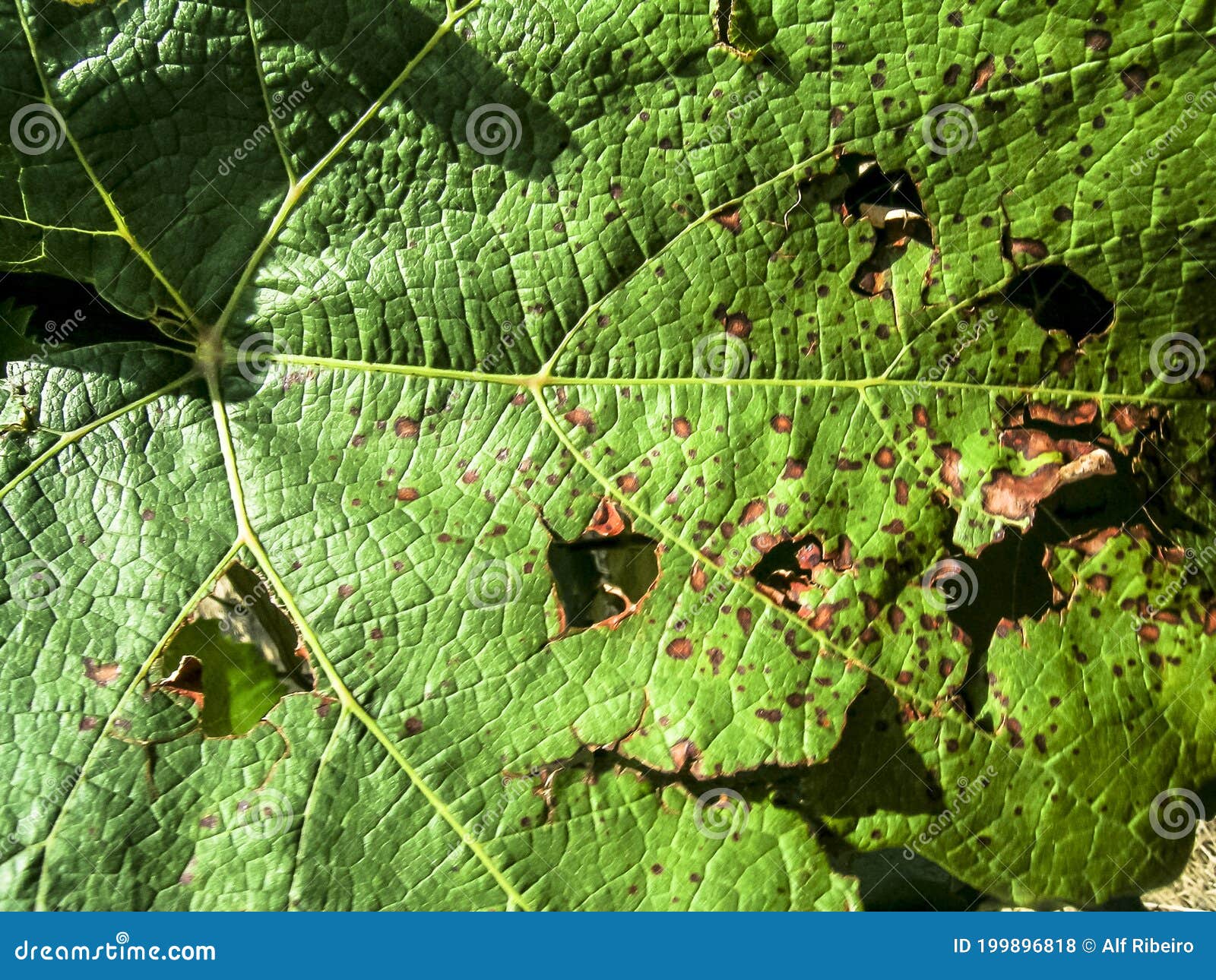 Grape Rust Fungus Phakopsora Euvitis Stock Photo - Image of ...