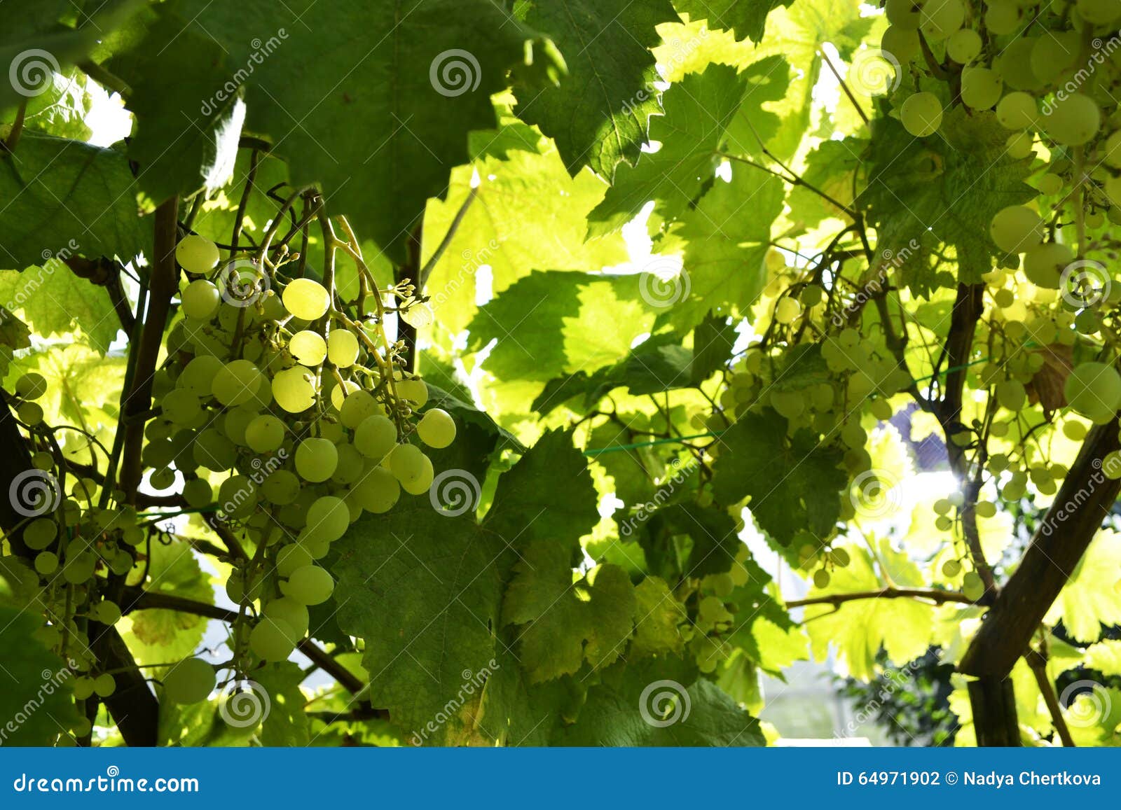 Glaringly Ans Stock Photos - Free & Royalty-Free Stock Photos from ...