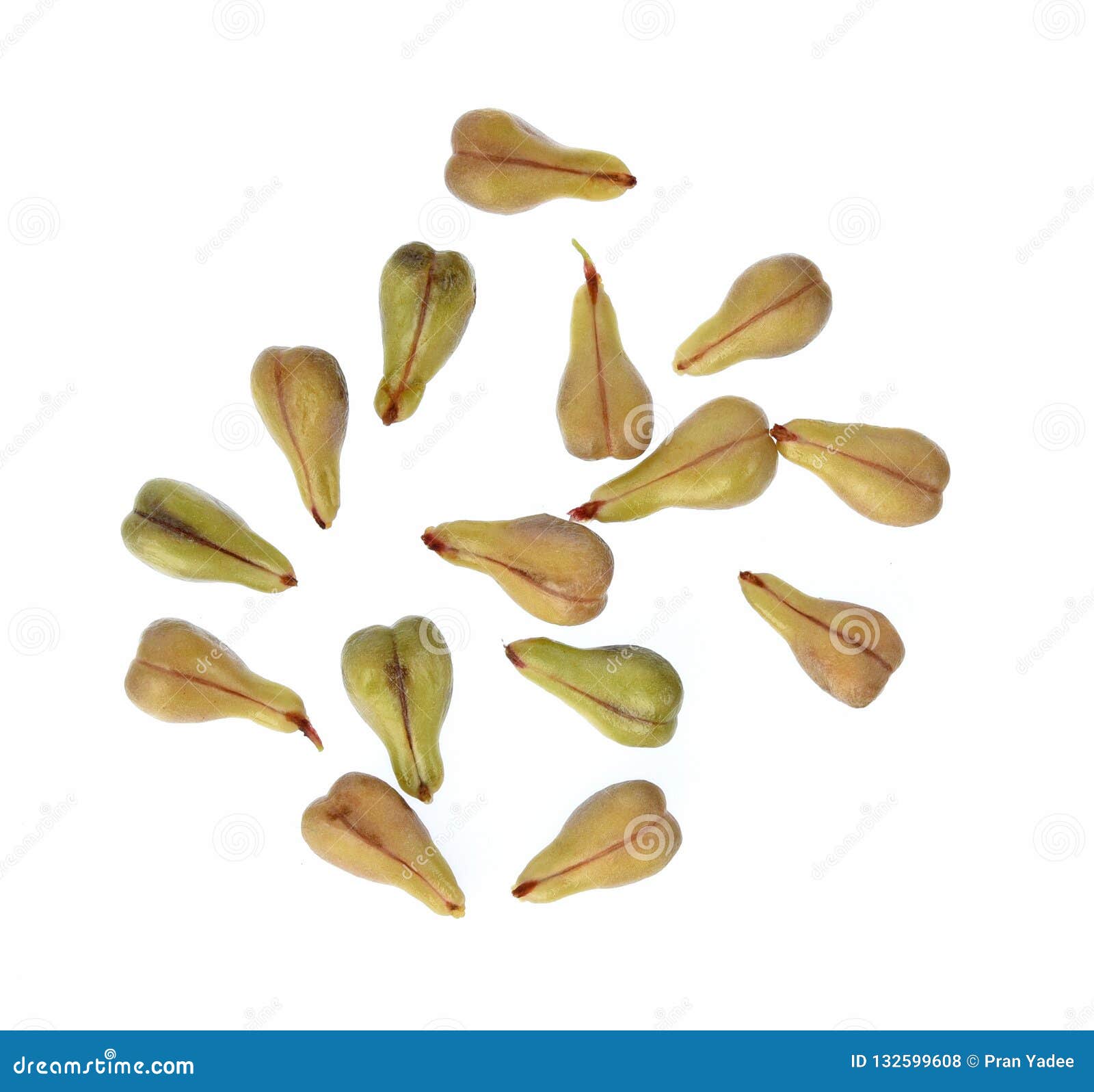 Grape Seed Isolated on White Background Stock Photo - Image of macro ...
