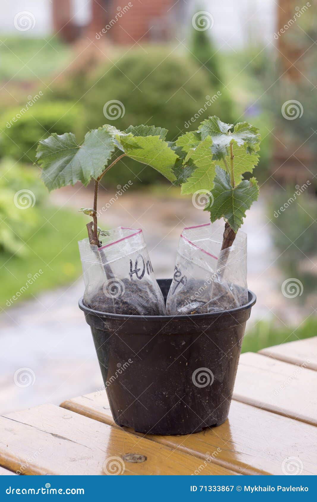 Grape Seedlings with Multiple Sheets Green Stock Image - Image of ...