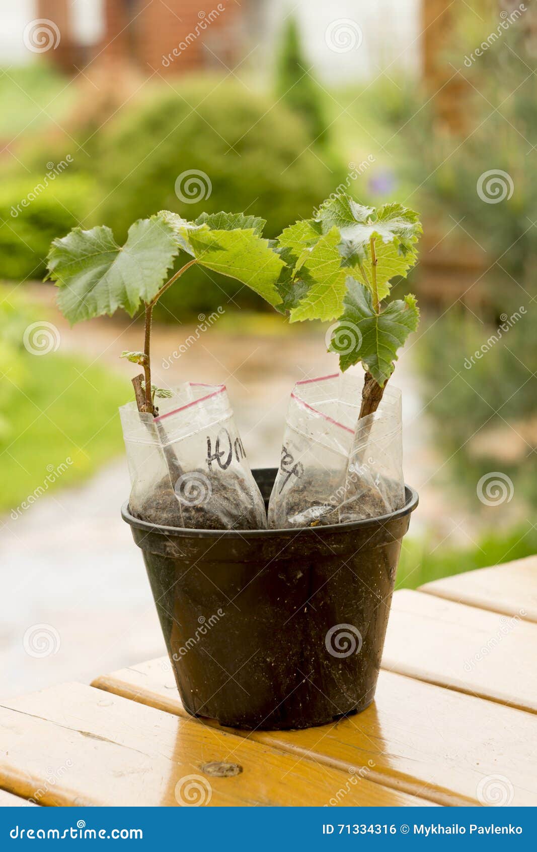 Grape Seedlings with Multiple Sheets Green Stock Photo - Image of ...