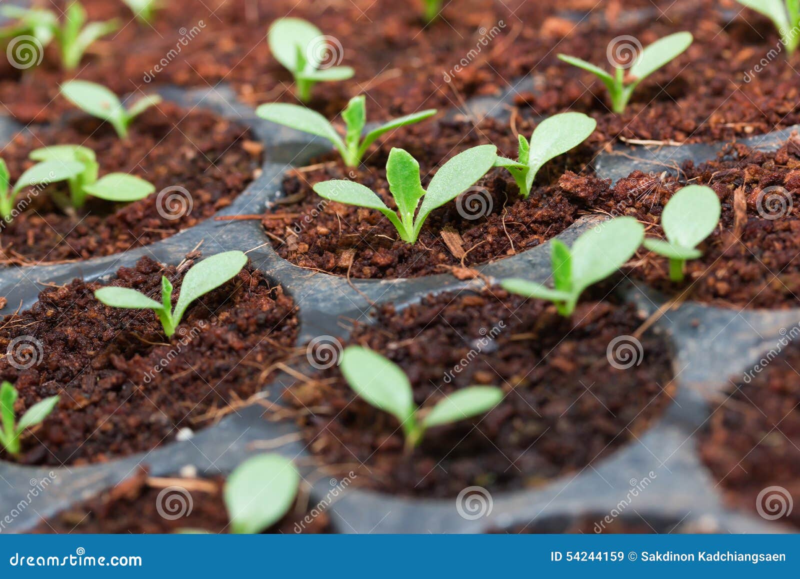 Grape Seedlings in Nursery Tray Stock Image - Image of fresh, hothouse ...