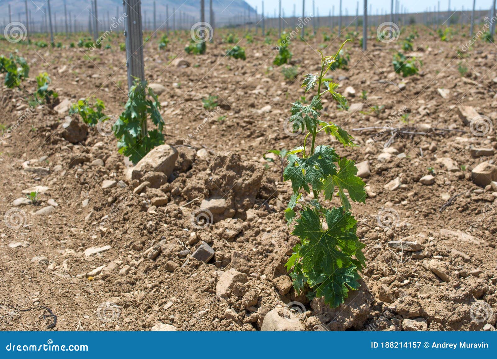 Grape seedlings stock image. Image of garden, vineyard - 188214157