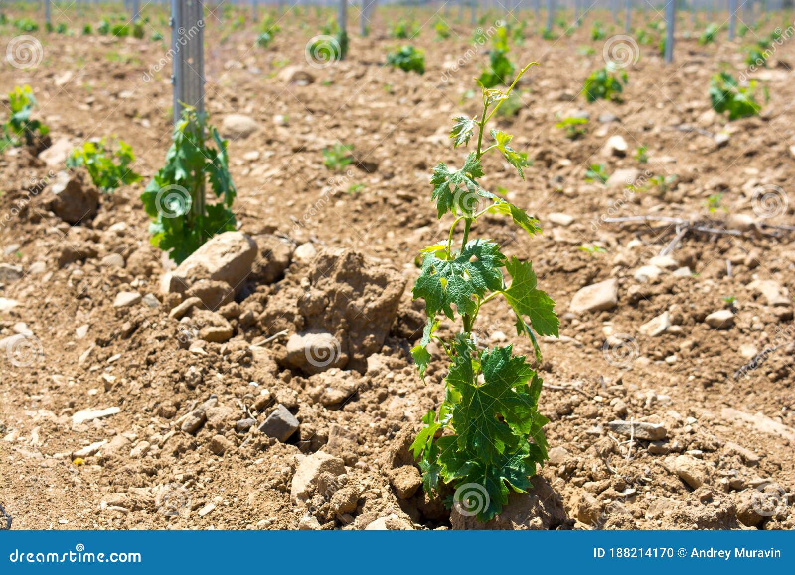 Grape seedlings stock photo. Image of grape, agriculture - 188214170