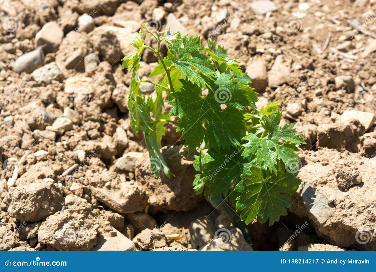 Grape seedlings stock image. Image of grapes, plant - 188214217