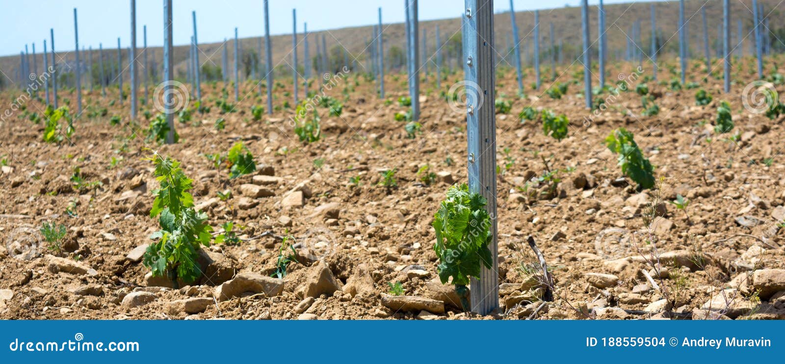 Grape seedlings stock photo. Image of soil, grape, grapevine - 188559504