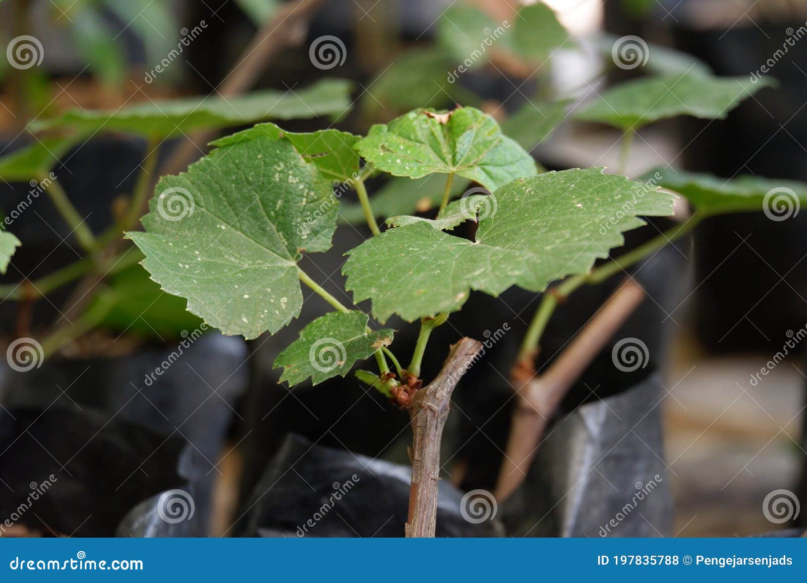 Grape Seedlings in Polybags Stock Photo - Image of leaves, period ...