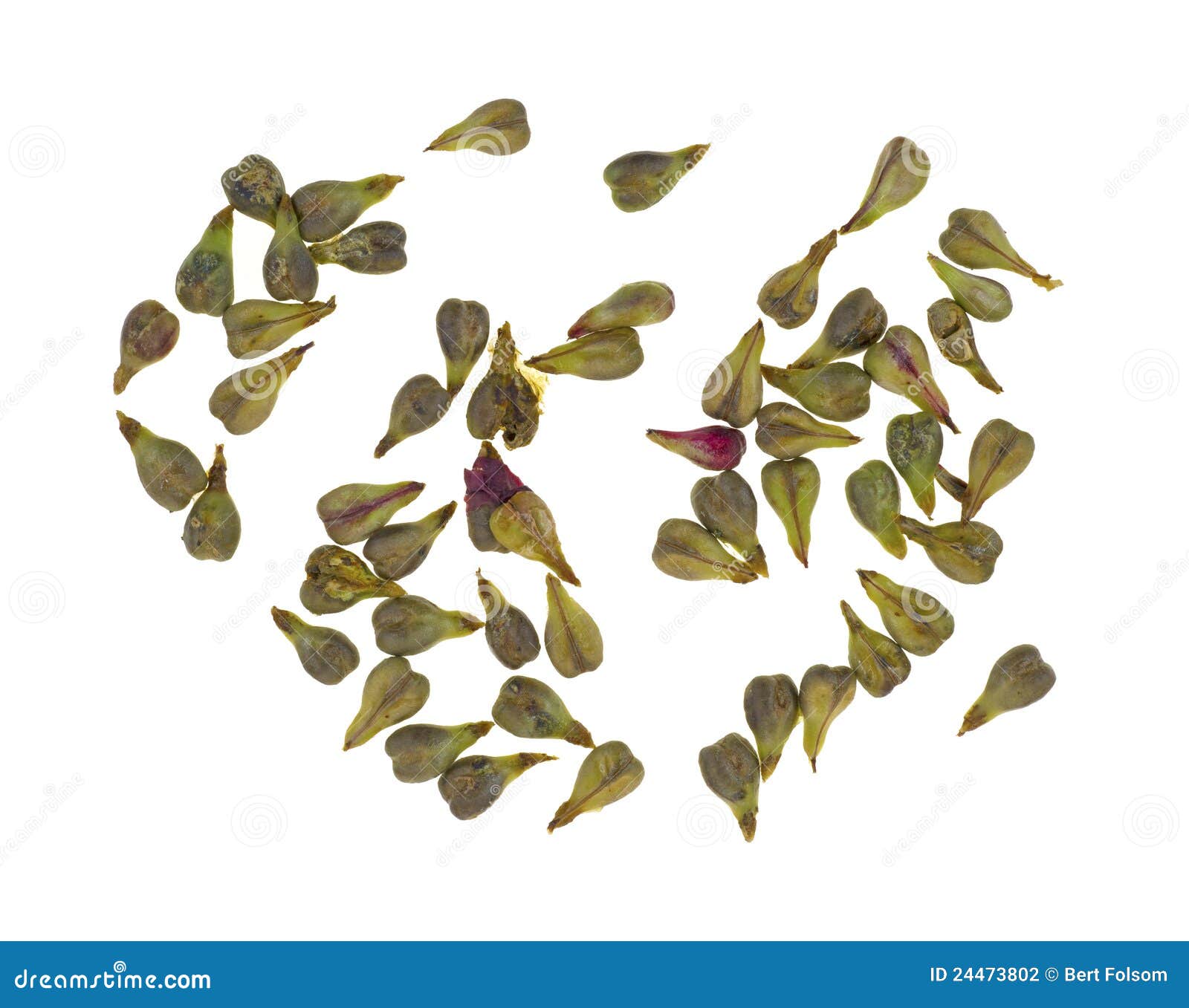 Grape seeds stock photo. Image of seeds, isolated, grape - 24473802