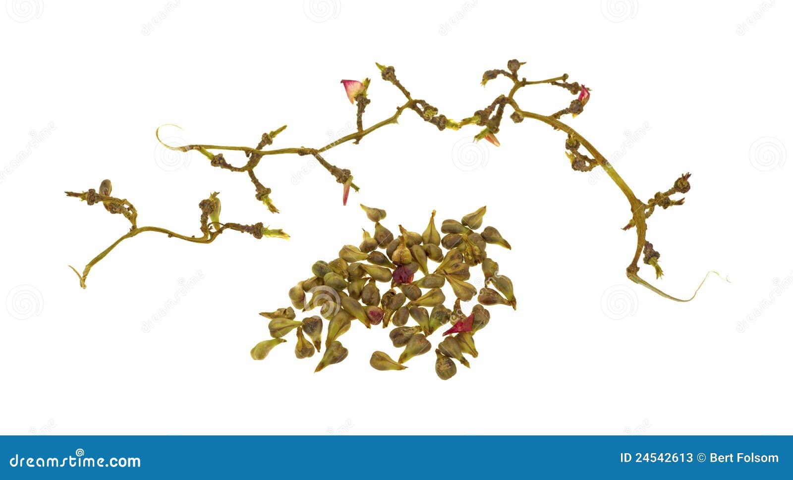 Grape seeds and stems stock image. Image of background - 24542613