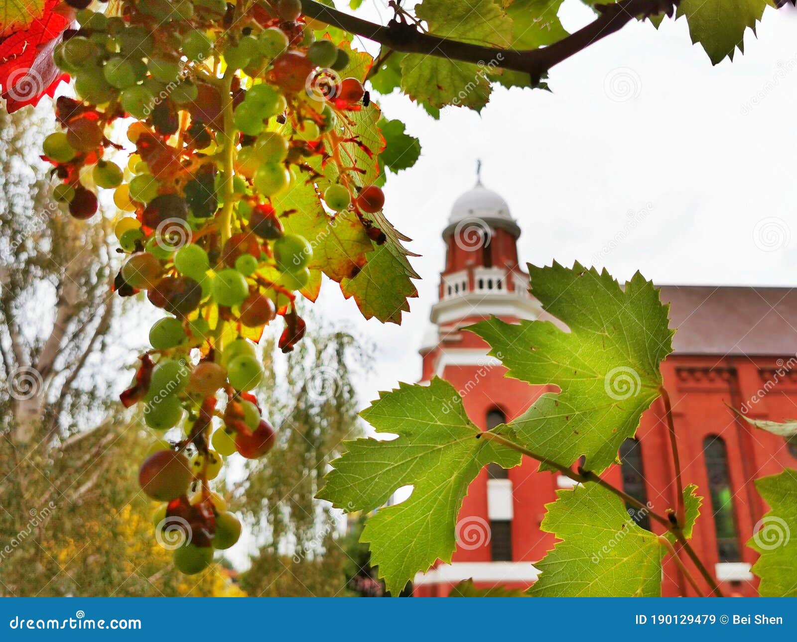 The Grape Shelf is Full of Fruits Stock Image - Image of full ...