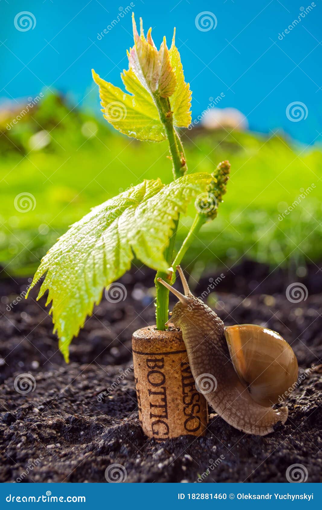 Grape Snail Crawling on a Young Shoot of Grapes Editorial Image - Image ...