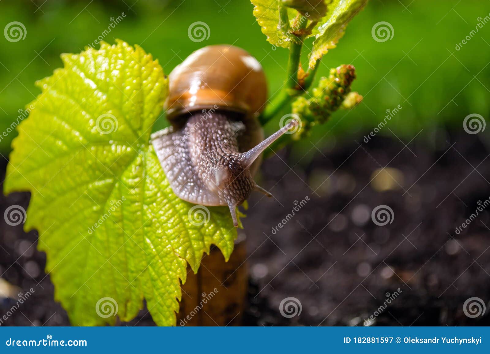 Grape Snail Crawling on a Young Shoot of Grapes Stock Image - Image of ...