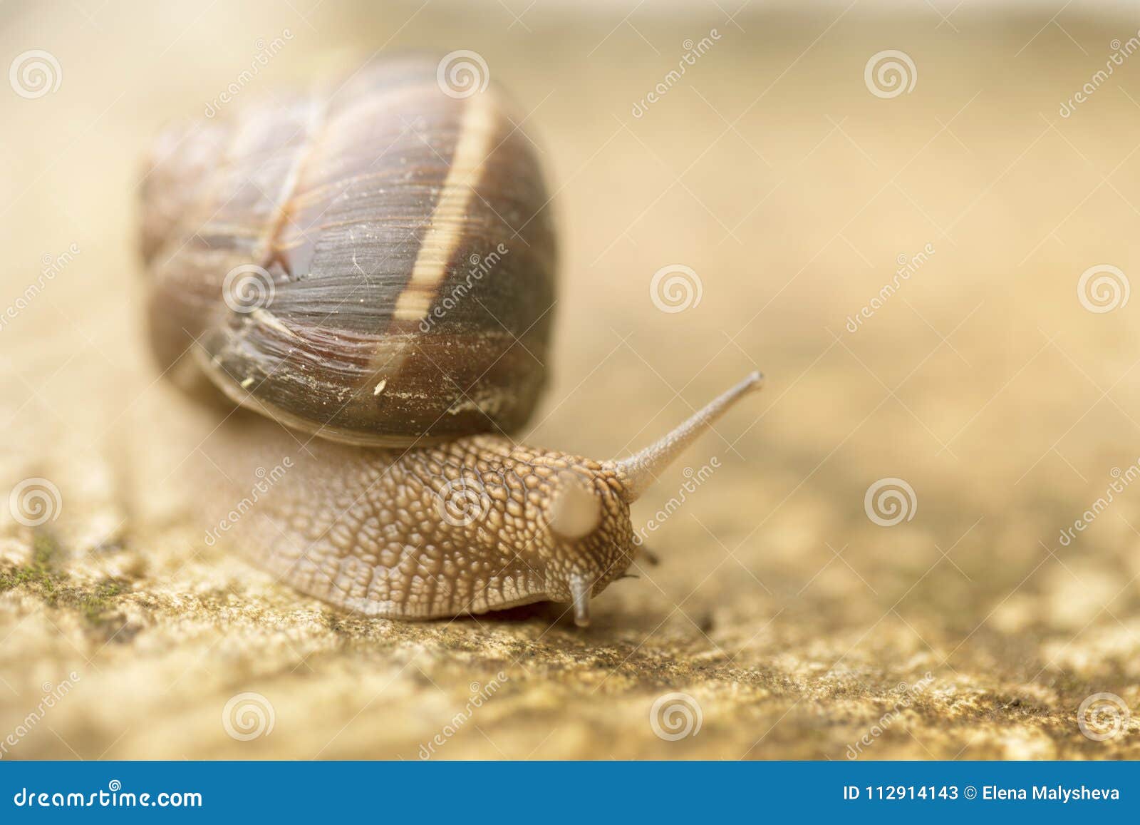 Grape snail close-up stock image. Image of season, slow - 112914143