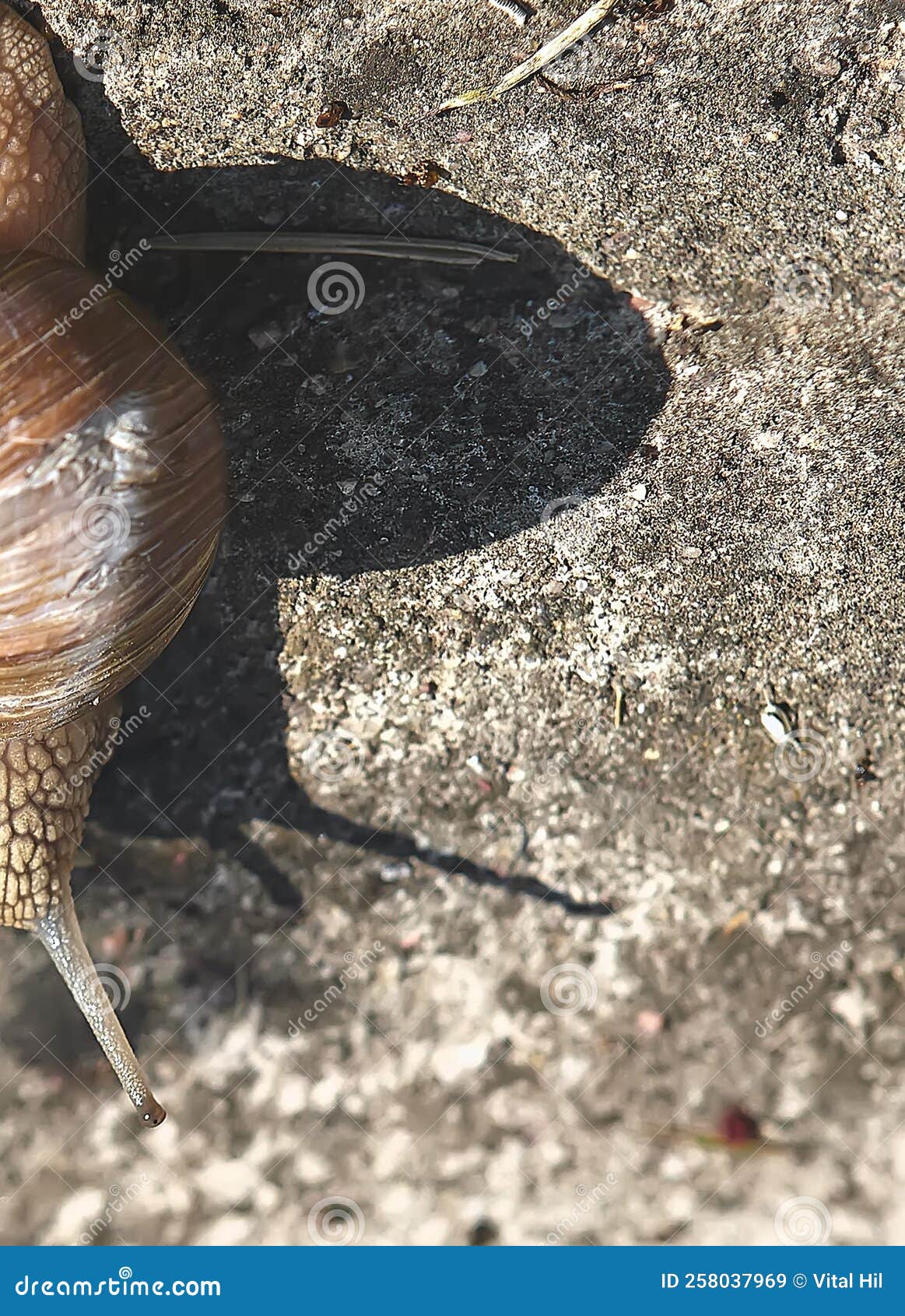 Grape Snail Crawls on the Ground in the Grass Stock Image - Image of ...
