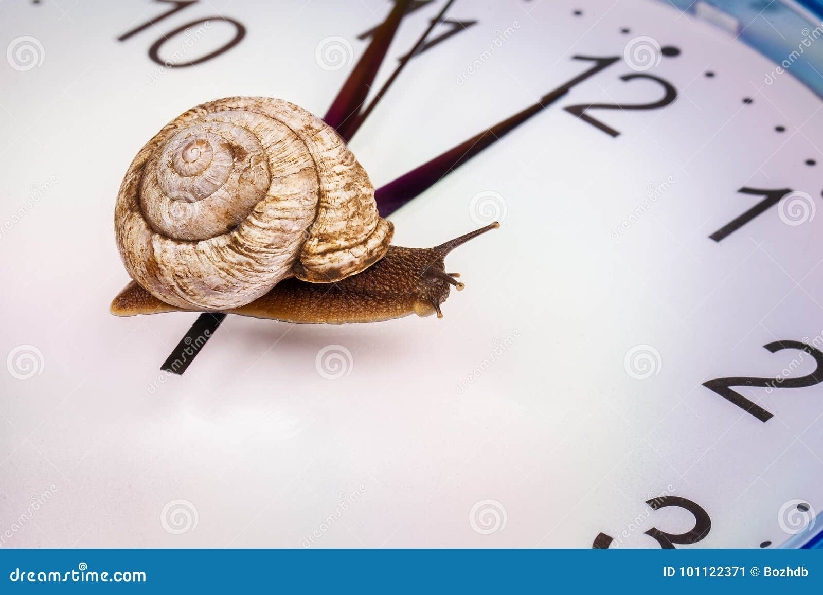 A Grape Snail on an Desktop Clock Stock Image - Image of countdown ...