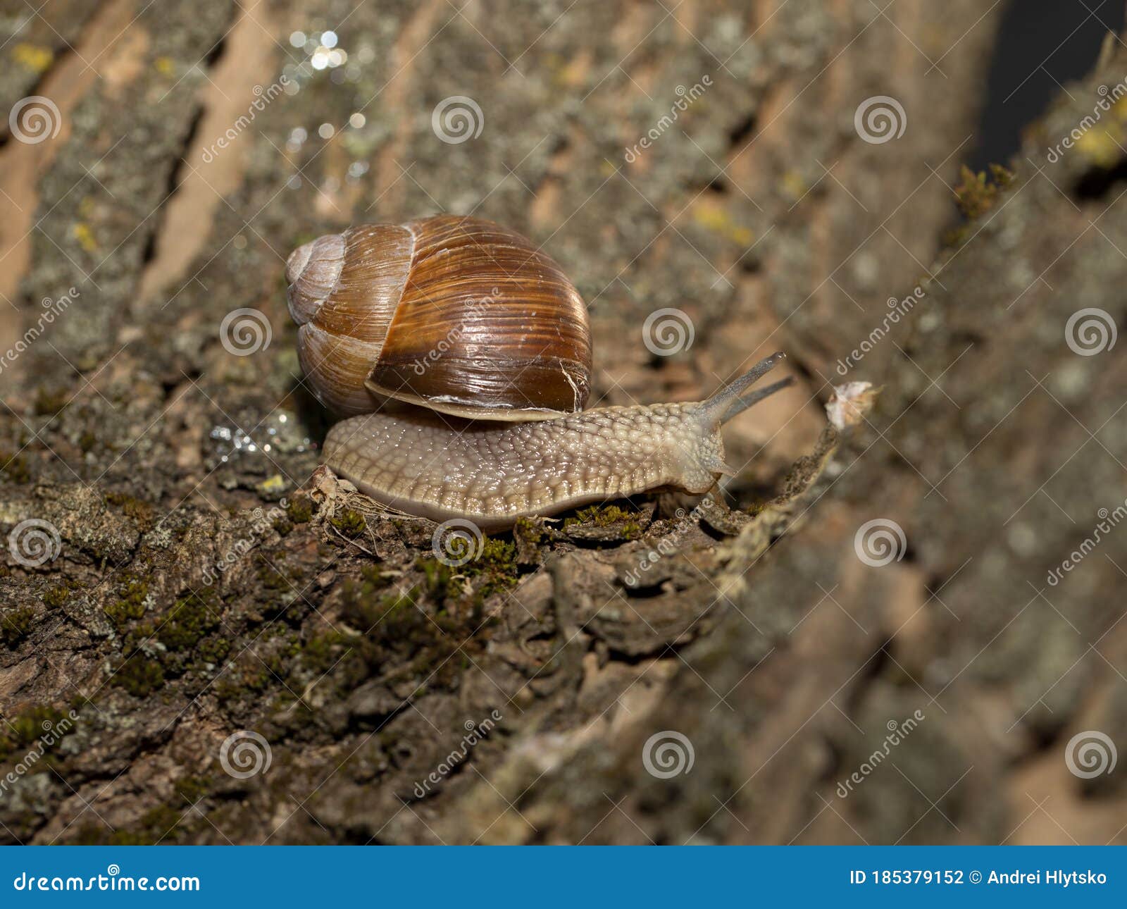 Grape snail early morning stock photo. Image of blurry - 185379152