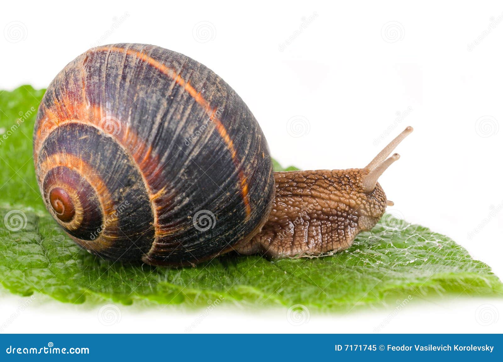 Grape Snail (Helix Pomatia) Stock Image - Image of bowl, eyes: 7171745
