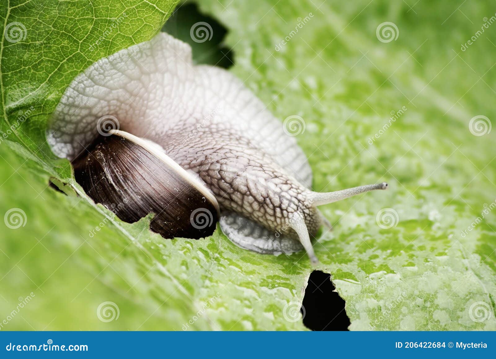 Grape snail stock photo. Image of pest, garden, invertebrate - 206422684