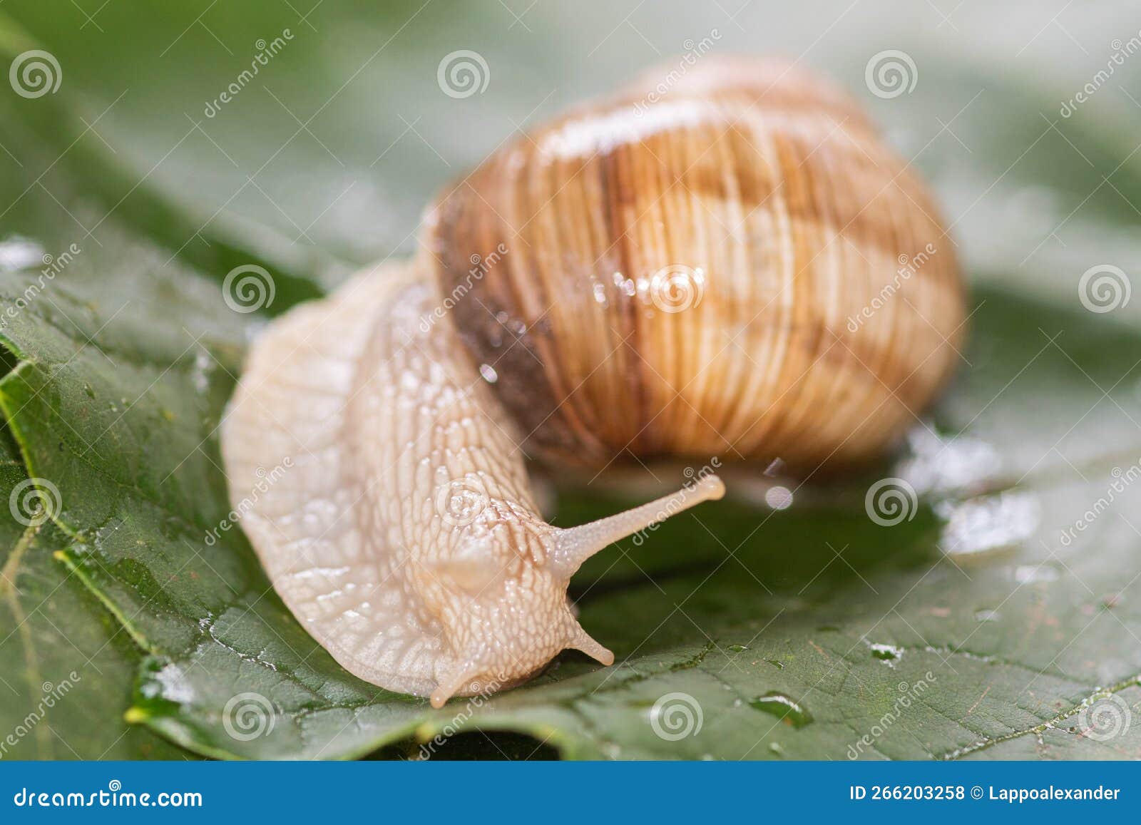 Grape Snail on a Grape Leaf Stock Photo - Image of wild, animals: 266203258