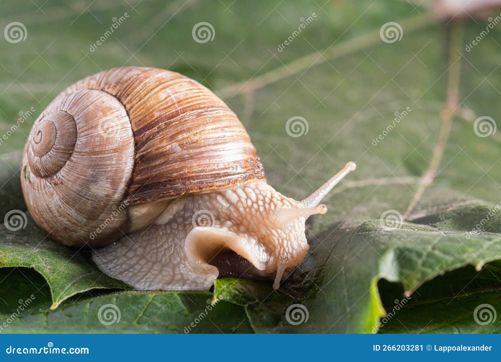 Grape Snail on a Grape Leaf Stock Image - Image of animals, macro ...
