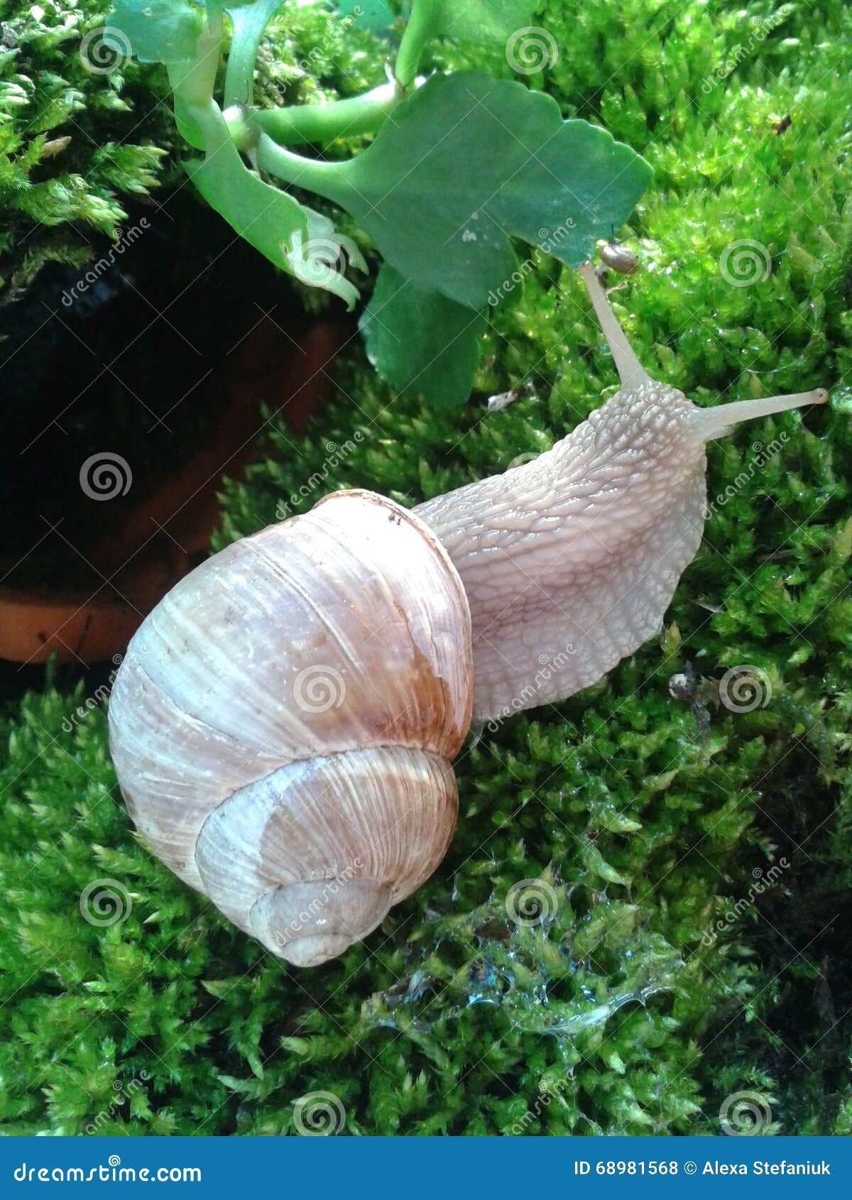 Grape snail stock photo. Image of nature, animal, green - 68981568