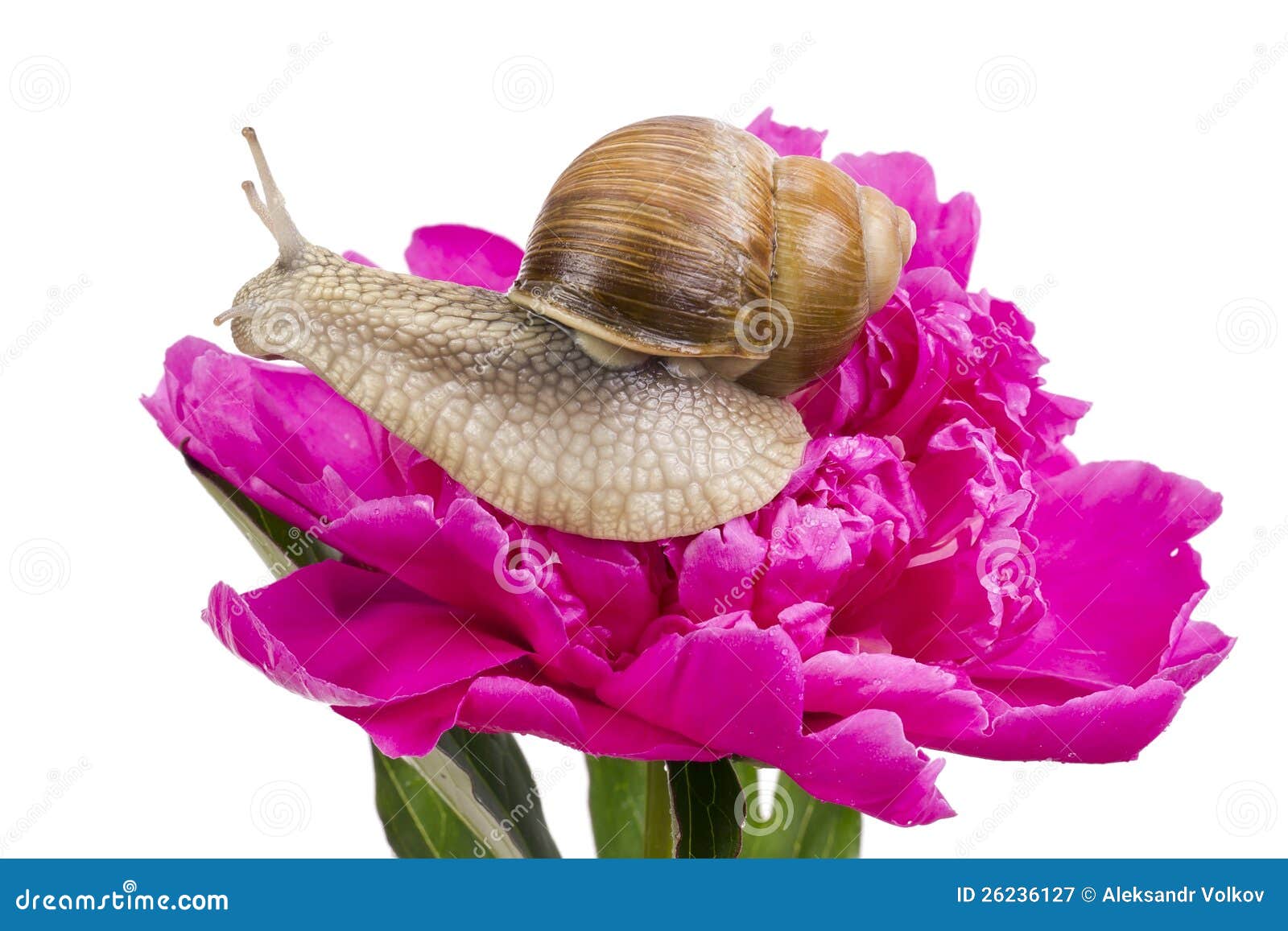 Grape snail on pink peiny stock image. Image of horizontal - 26236127
