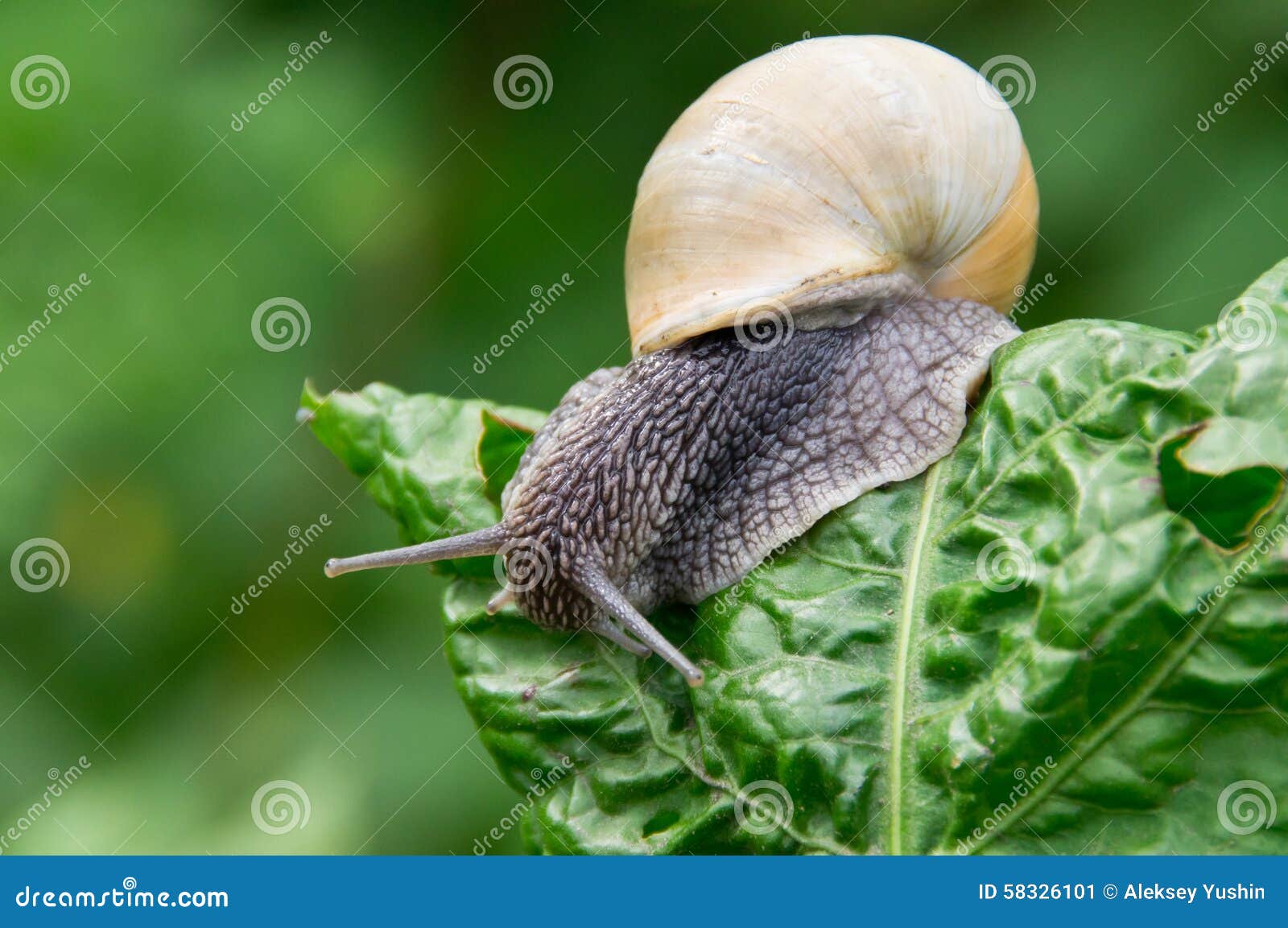 Grape snail. stock image. Image of sheet, garden, slimy - 58326101