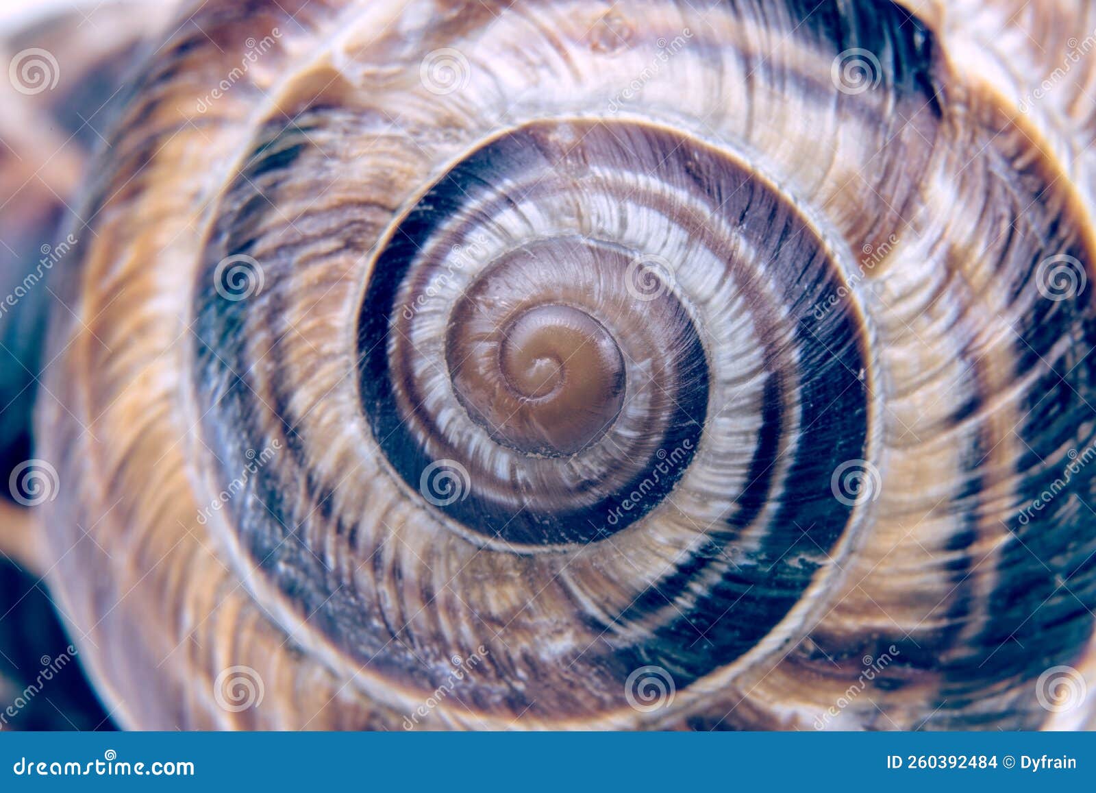 Grape Snail Shell Isolated on a White Background. Stock Photo - Image ...