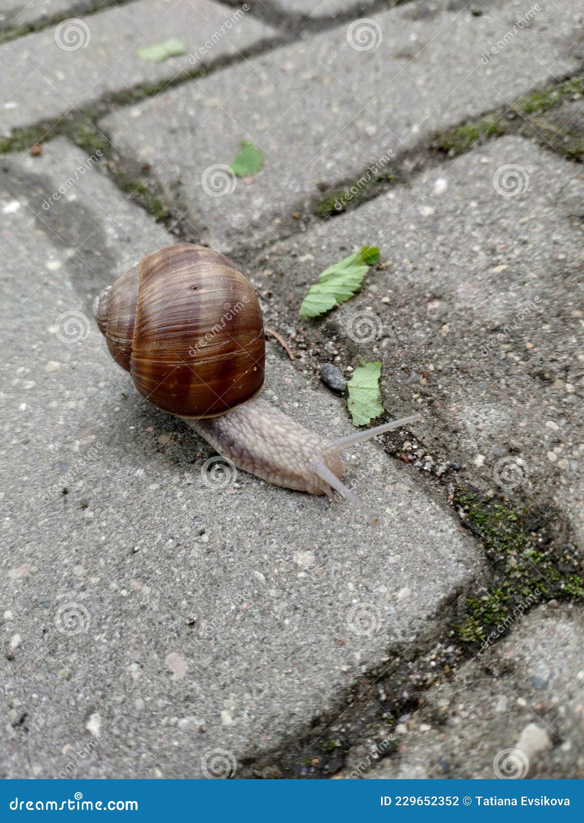 Grape snail stock photo. Image of nature, seafood, wildlife - 229652352
