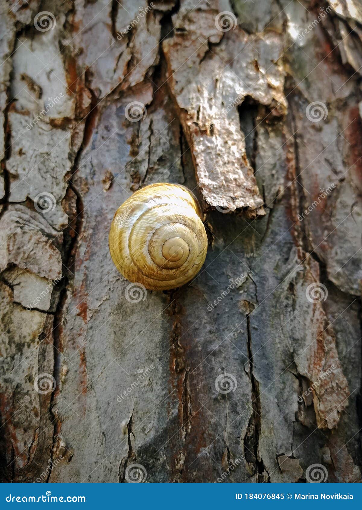Grape Snail on Tree. Spiral Shell. Bark of Tree. Close-up. Copy Space ...