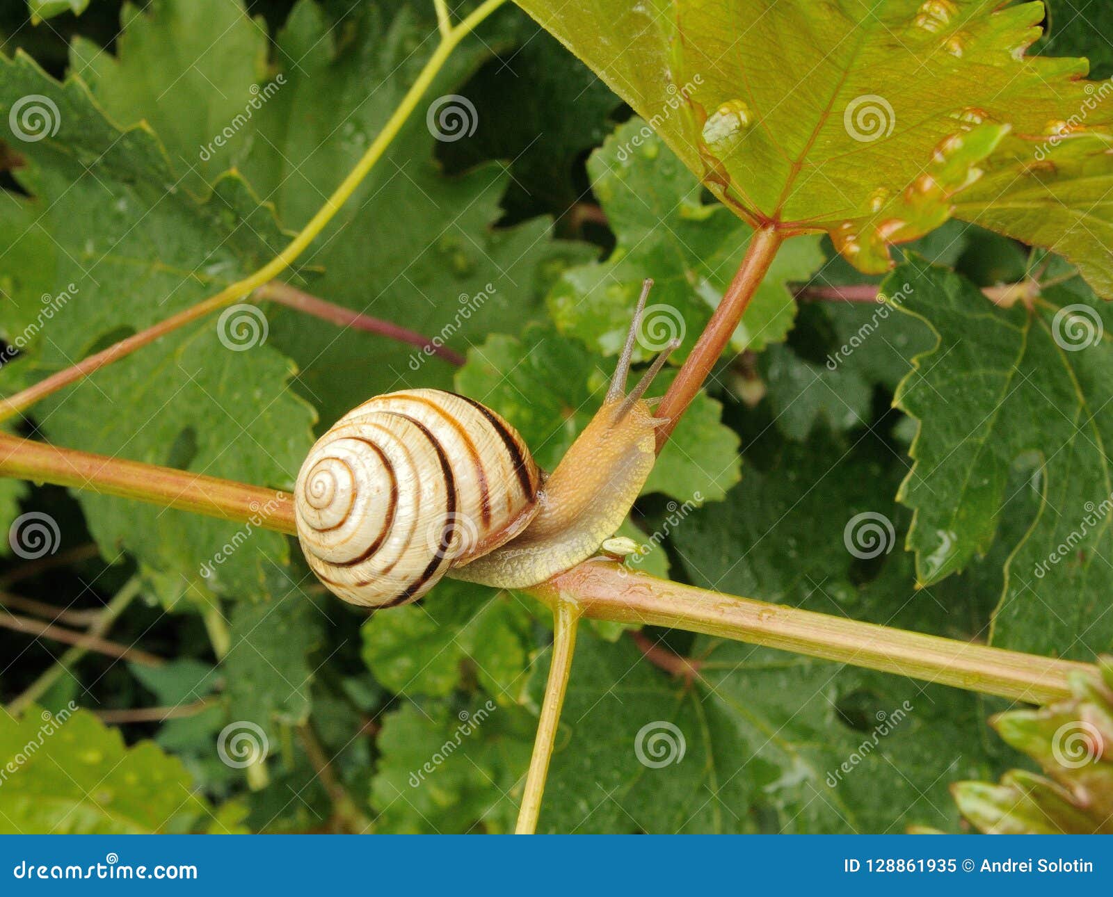Grape Snail Crawling on the Stem of the Grape Leaf after the Rain Stock ...