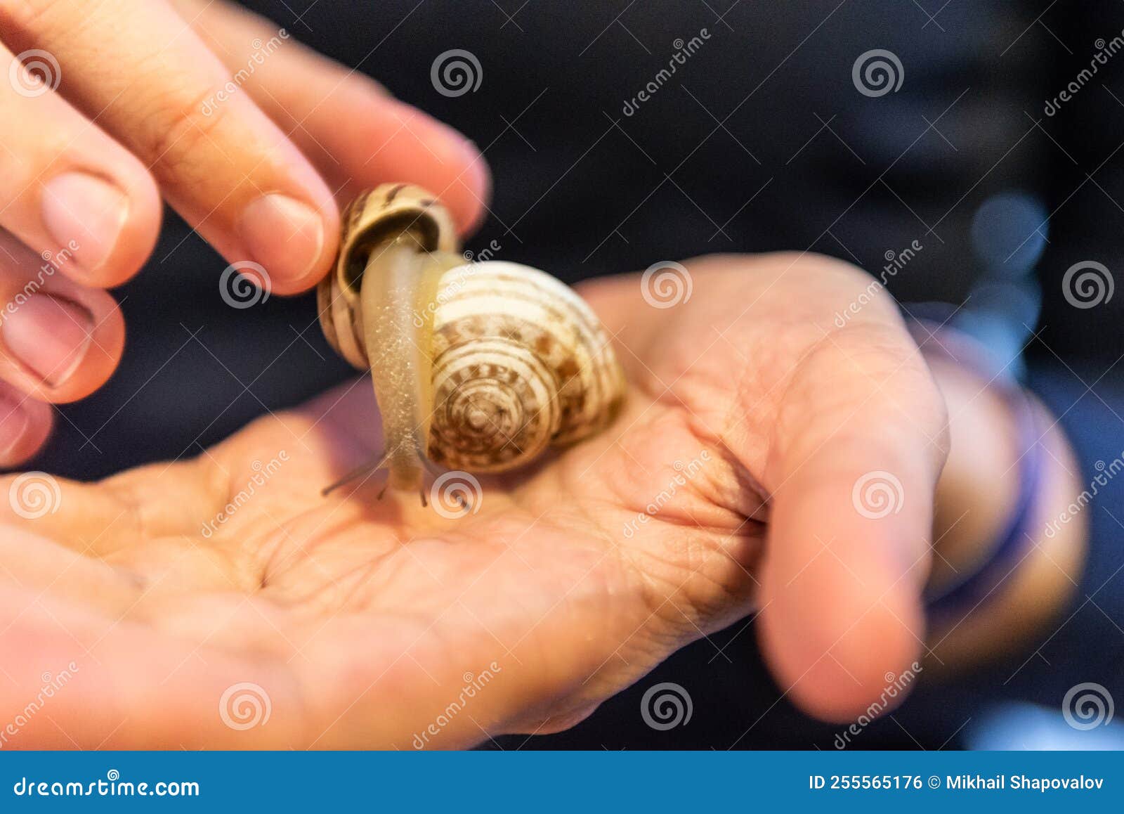 Grape snail in your hands stock photo. Image of nature - 255565176