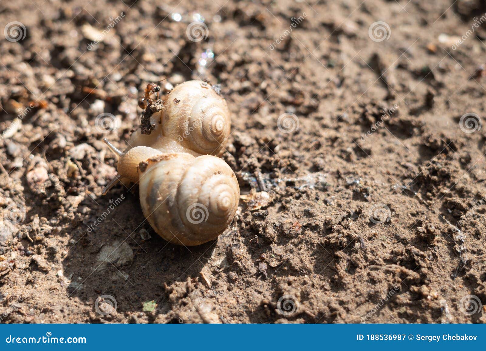 Grape snails stock image. Image of background, grape - 188536987