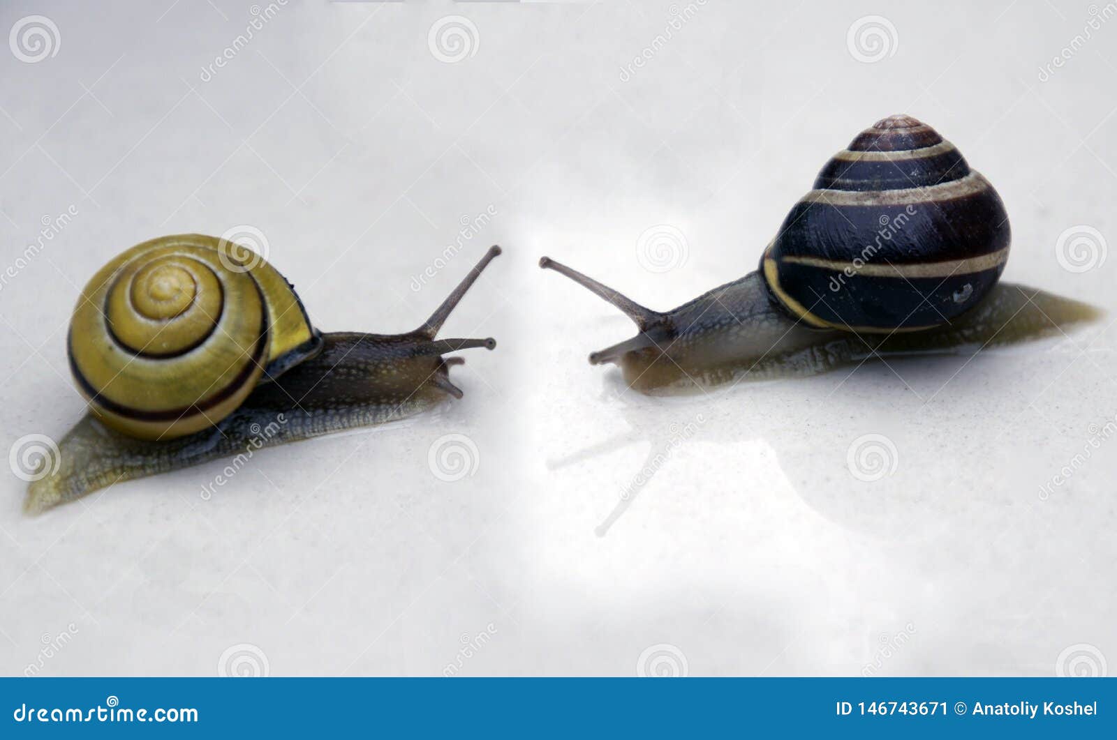 Grape Snails Shellfish. the House is always with You. Stock Image ...