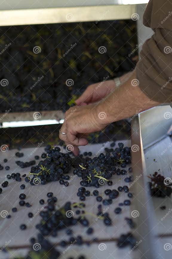 Grape Sorting stock image. Image of sort, grapes, berries - 31215785